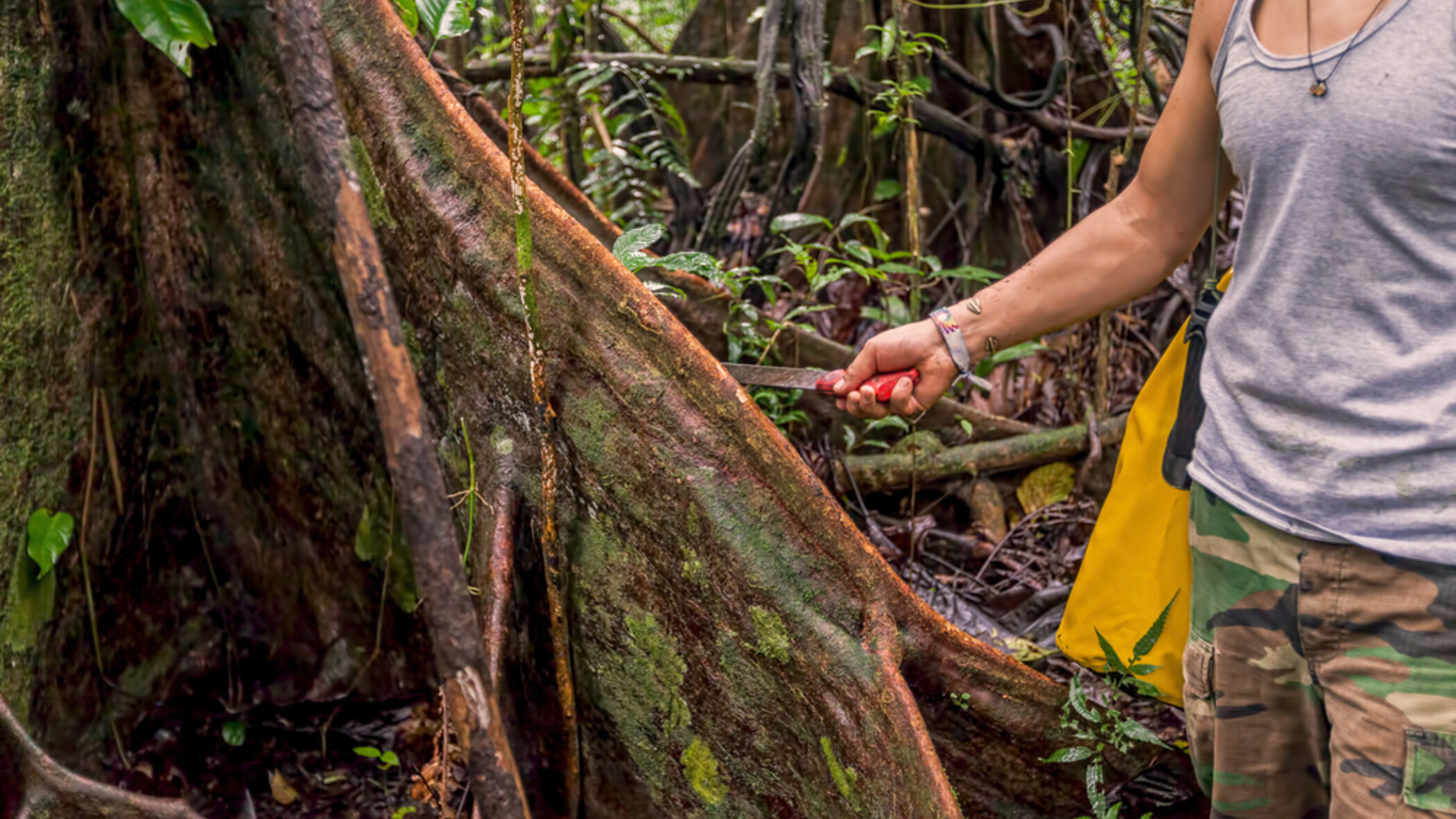 INFO.CZ | Spor o vypalování amazonských pralesů může poškodit český průmysl