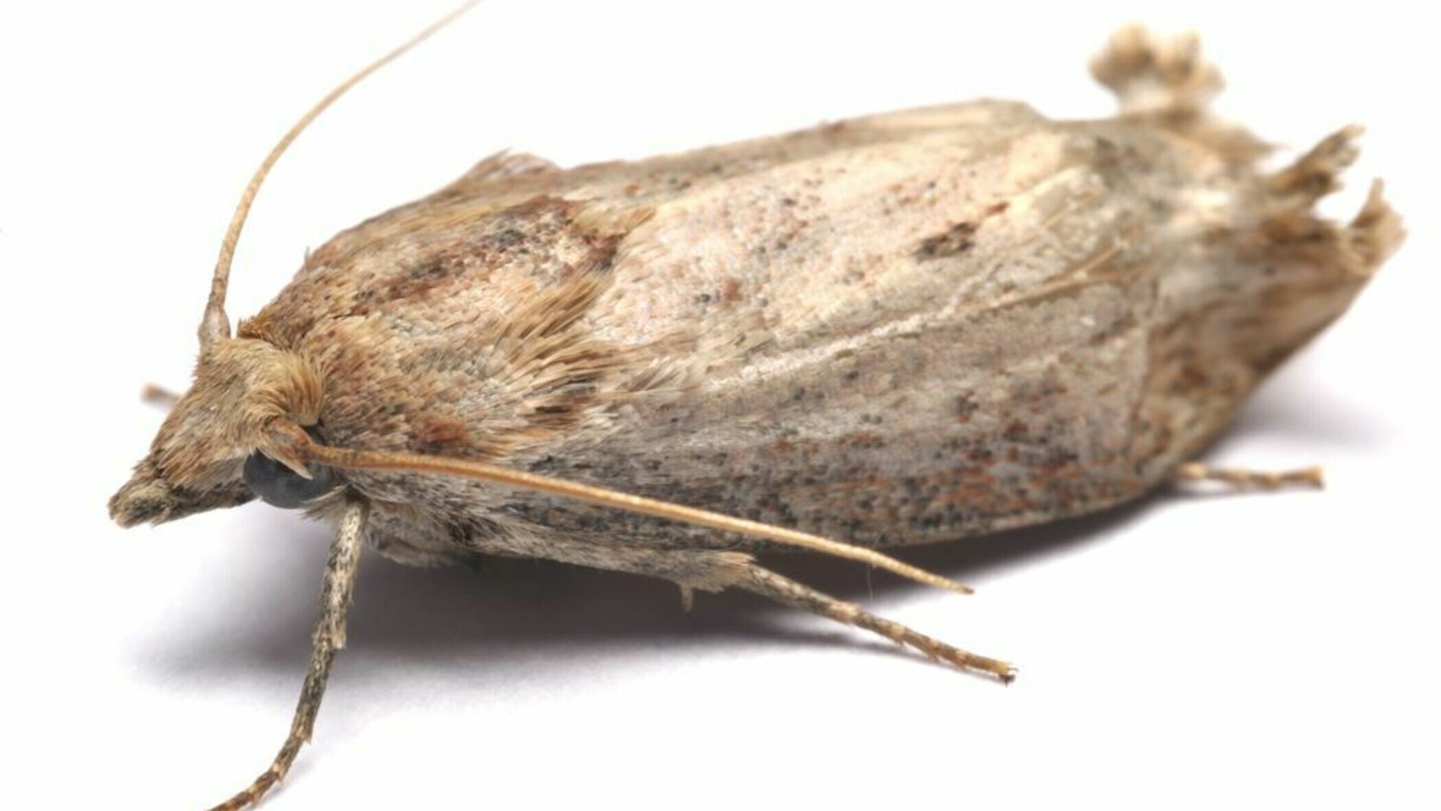 INFO.CZ | Červí larvy žerou umělou hmotu. Blíží se řešení potíží s ...