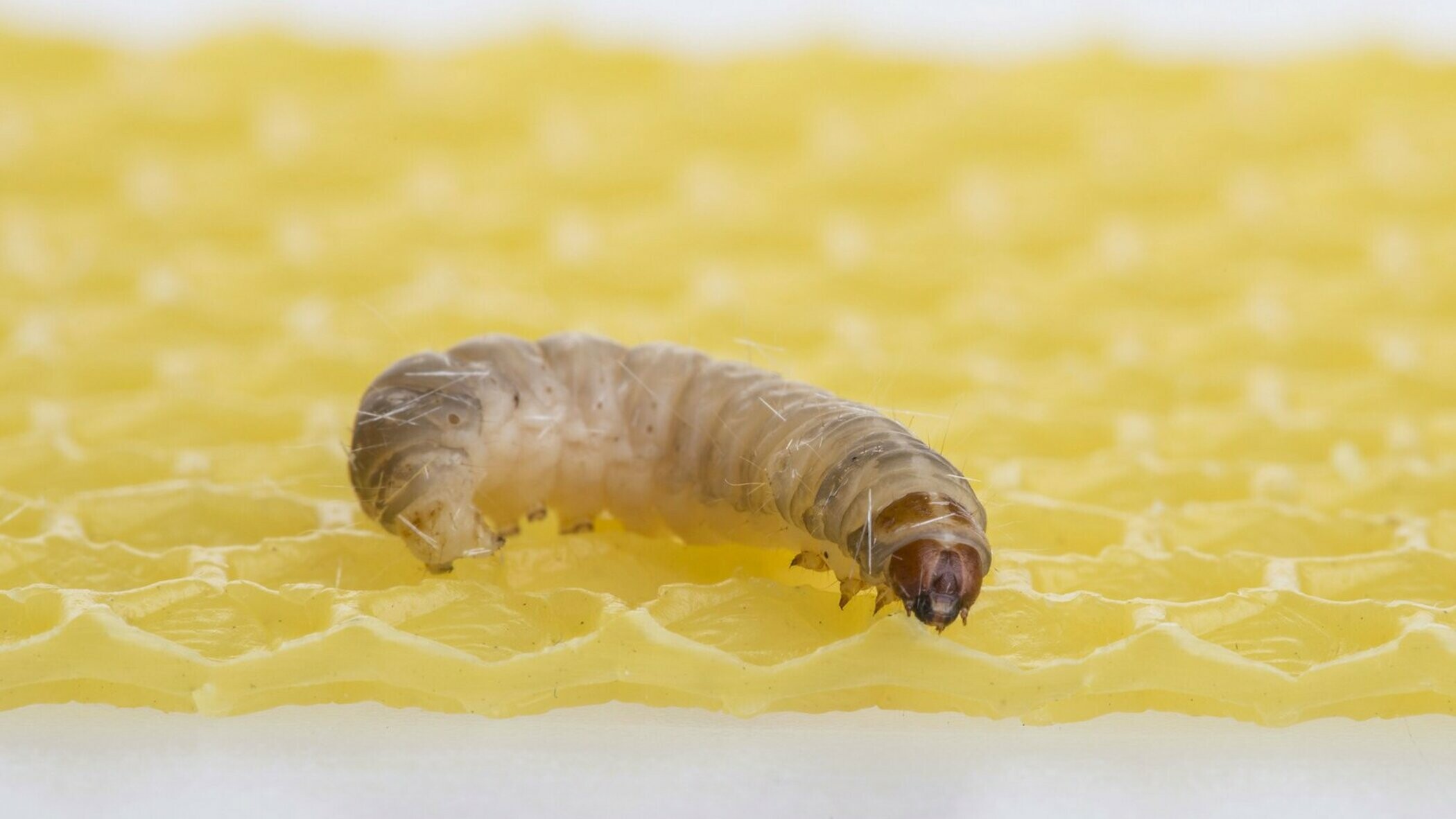 INFO.CZ | Červí larvy žerou umělou hmotu. Blíží se řešení potíží s ...