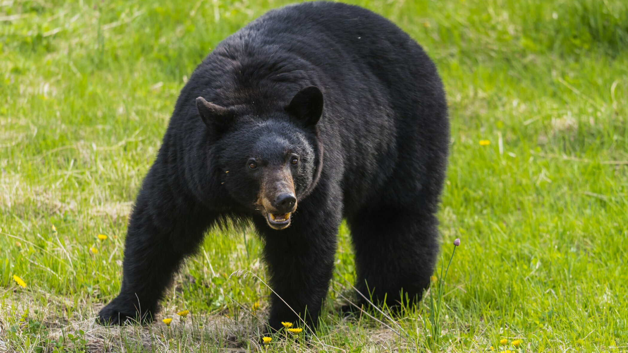INFO.CZ | Amerického teenagera vzbudil divný zvuk. Hlavu mu okusoval medvěd
