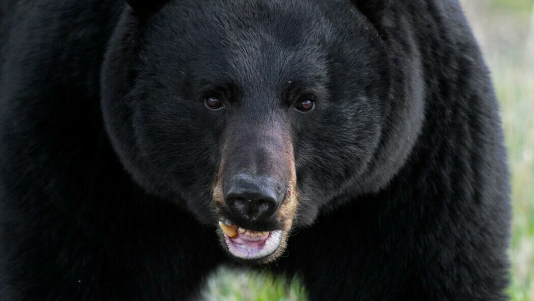 INFO.CZ | Amerického teenagera vzbudil divný zvuk. Hlavu mu okusoval medvěd