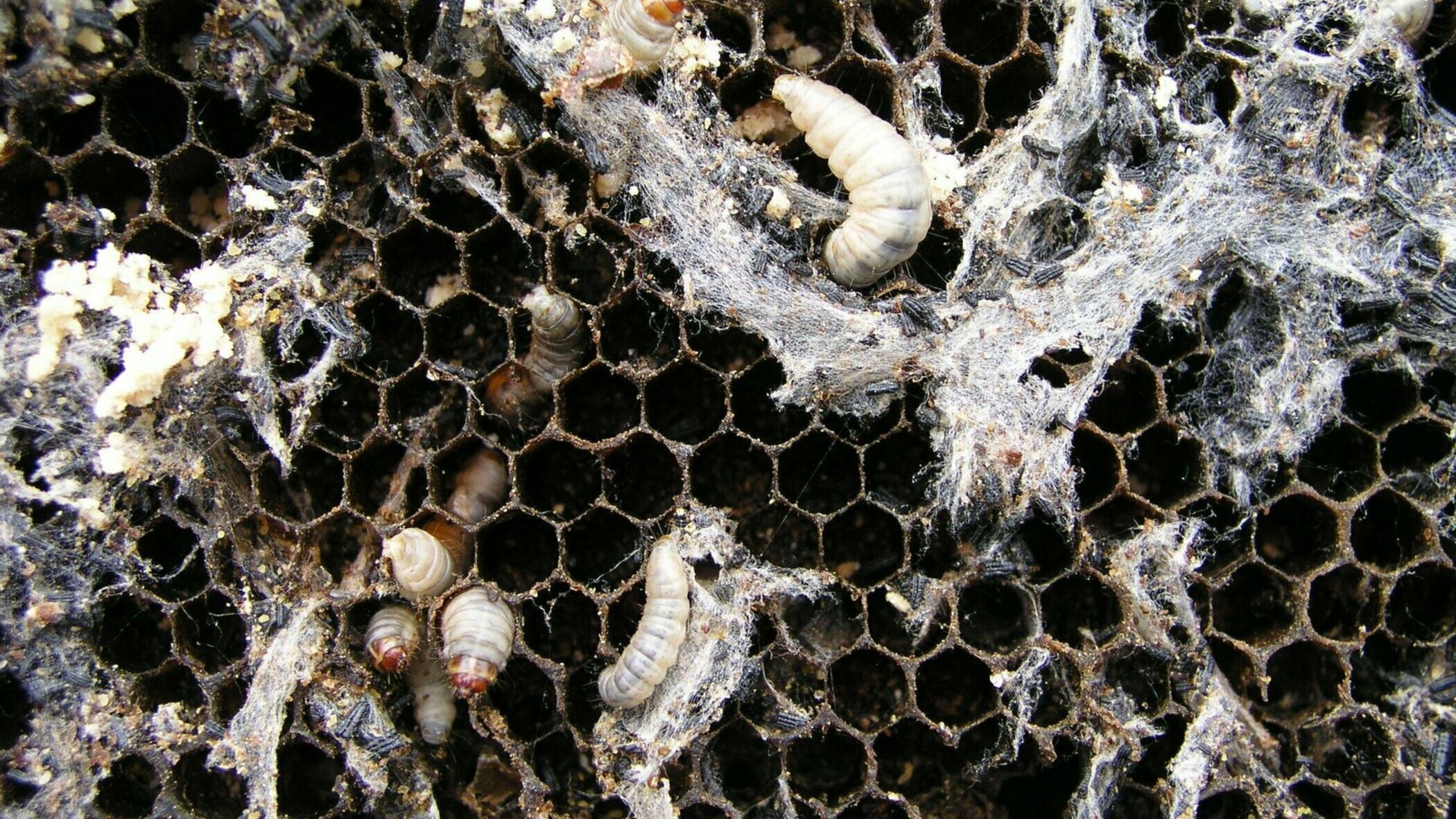 INFO.CZ | Červí larvy žerou umělou hmotu. Blíží se řešení potíží s ...