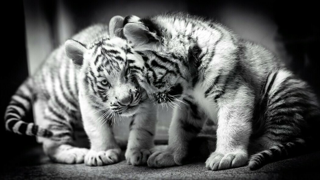 INFO.CZ | GALERIE: Bílý tygr i leopard obláčkový. Kouzelné portréty ...