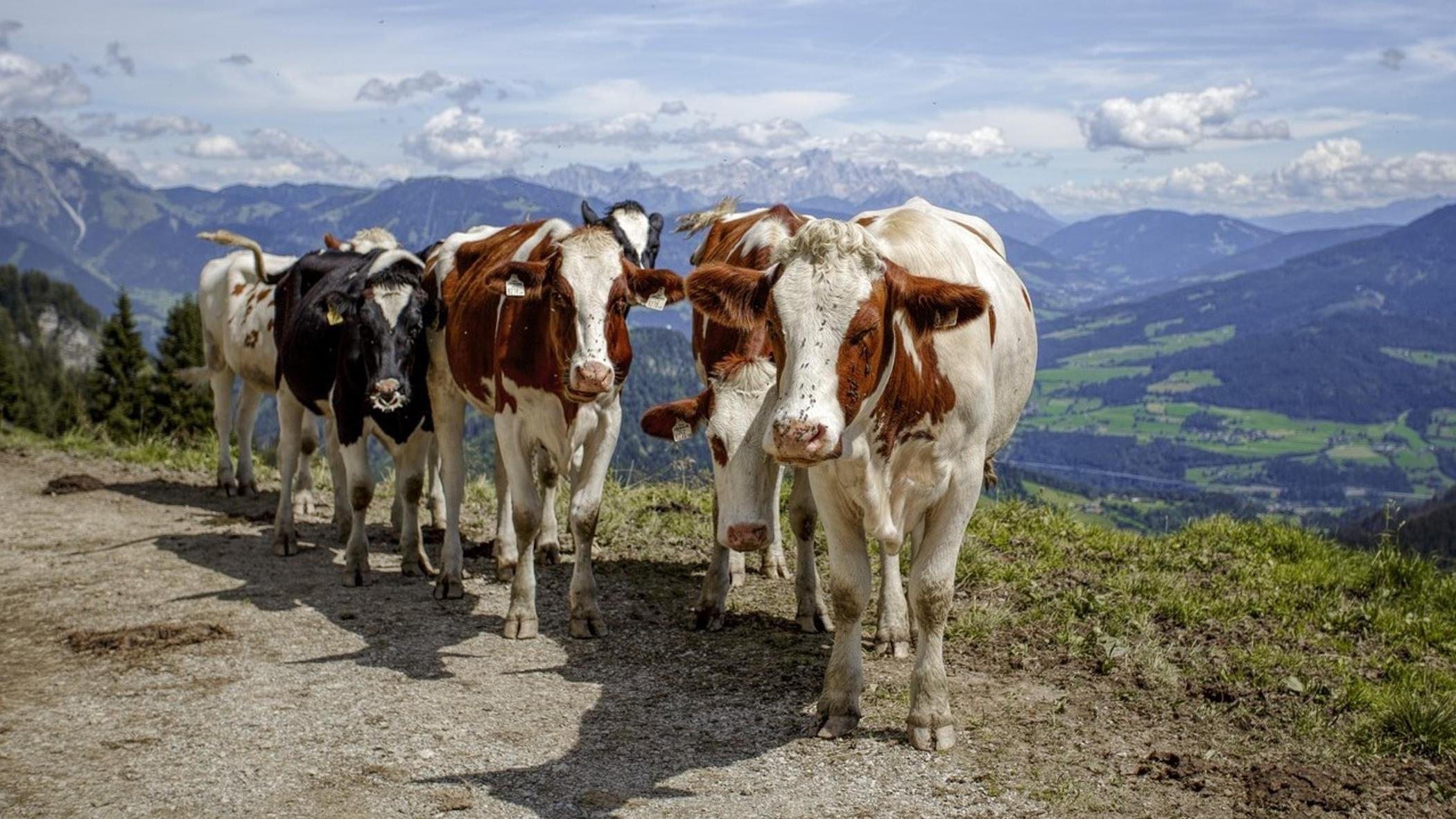INFO.CZ | Krávy v Alpách opět zabíjely. Ohrozí to turismus?