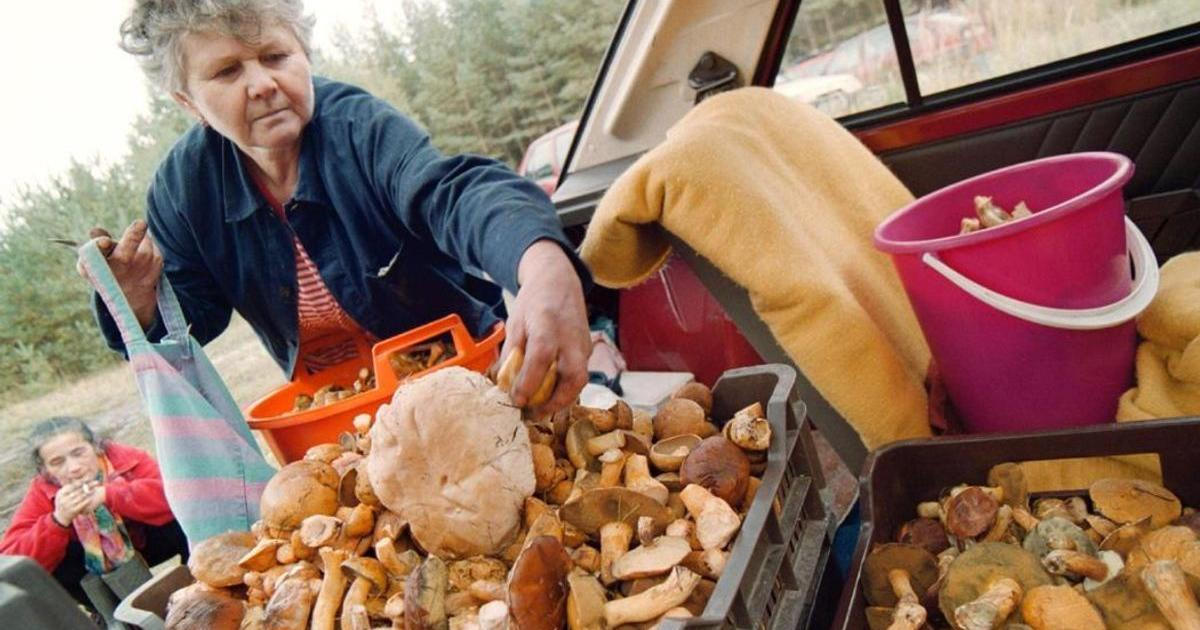 INFO.CZ | Nech houbu žít: Češi v amoku plundrují lesy. Pomohou rezervace?