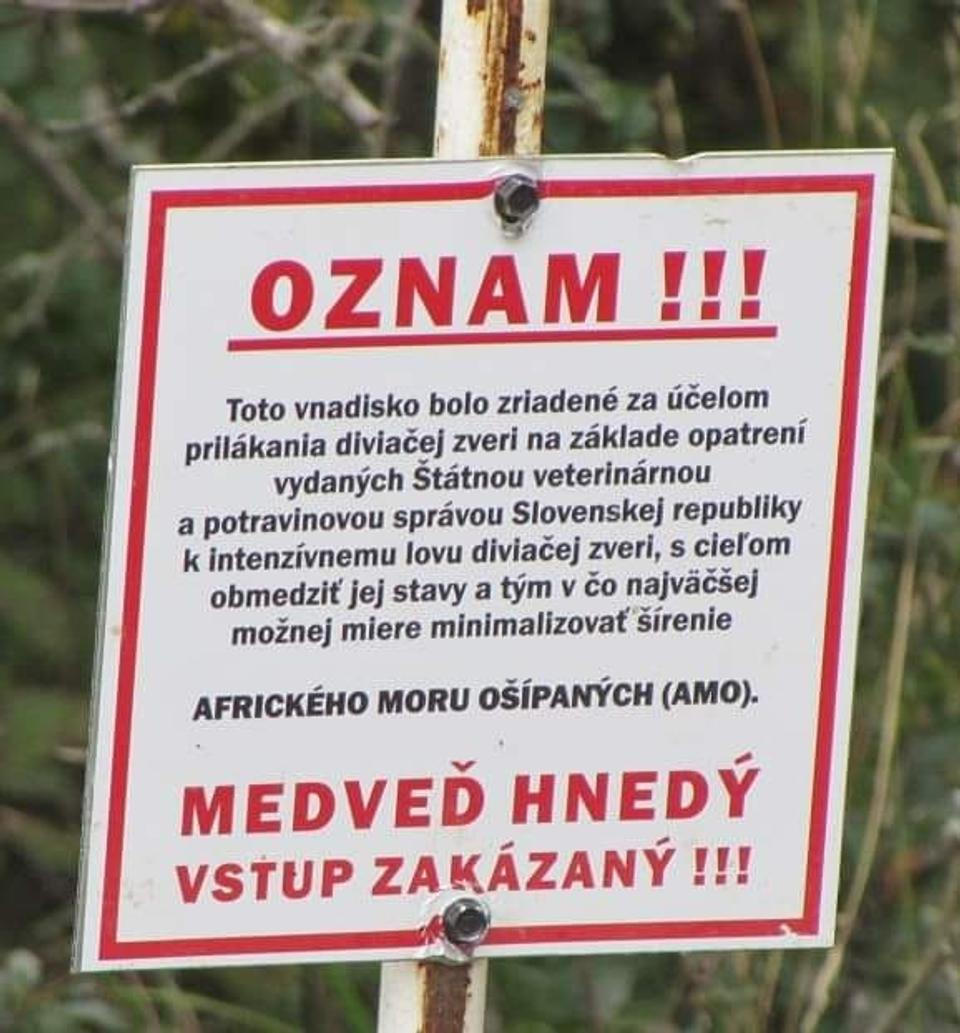 INFO.CZ | Na Slovensku se medvěd stal nástrojem politického strachu. A ...